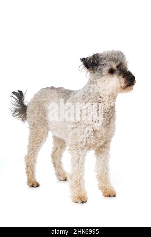 Cute pumi dog isolated on white Stock Photo - Alamy