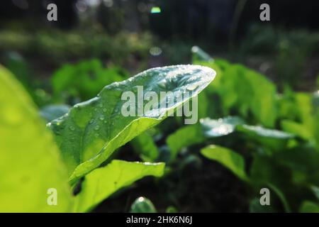 Green vegetable spinach ; palak field ; uttan ; maharashtra ; india ...