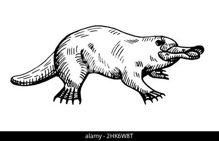 Platypus illustration, drawing, engraving, ink, line art, vector Stock ...
