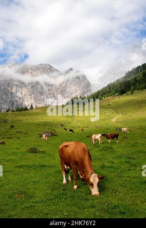 Tyrol Fleckvieh cows on a mountain pasture at lake Salfeinsee. Stubaier ...