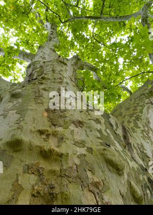 Low angle view of a large platanus tree, Belgium Stock Photo - Alamy