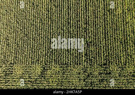 Drone image, maize field from above, agricultural landscape, Innviertel ...