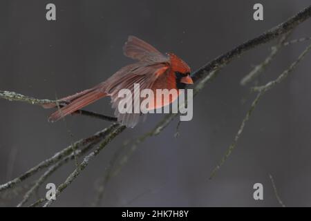 Closeup of a red male cardinal taking off from the branch in winter ...