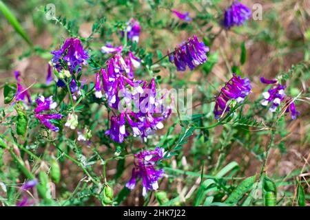 Peas plant blooming Stock Photo - Alamy