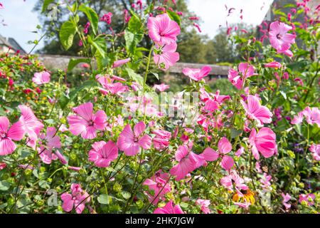 Close up of rose mallow (malva trimestris) flowers in bloom Stock Photo ...