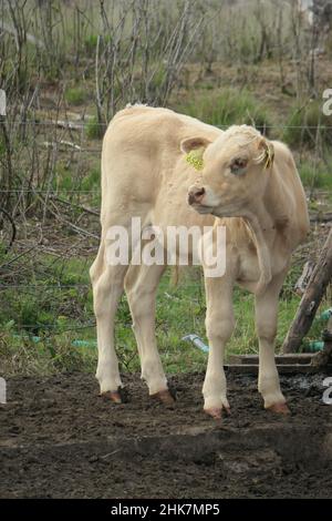 Single funny calf Stock Photo - Alamy