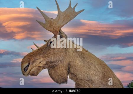Head of moose, Kristiansand (Christiansand), Agder County, Norway Stock ...