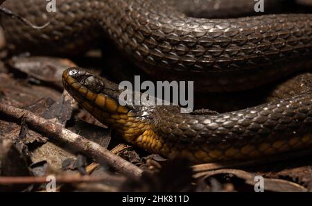 Delta Swampsnake (Liodytes rigida deltae) from Ascension Parish ...