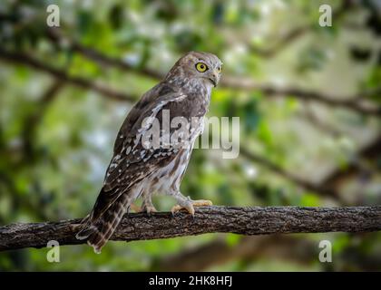 Barking Owl waiting to hunt for dinner Stock Photo - Alamy