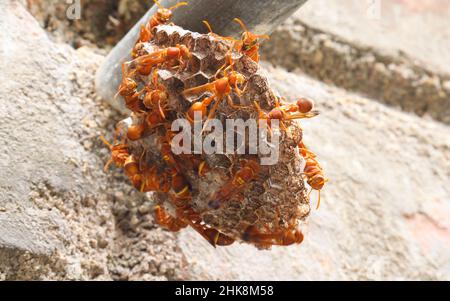 Wasps standing there in the wasp's nest. The yellow-lined paper wasp ...