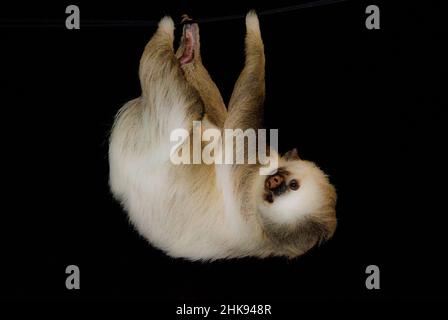 A three-toed sloth hanging from a tree branch in a rain forest in ...
