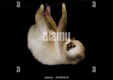 A three-toed sloth hanging from a tree branch in a rain forest in ...