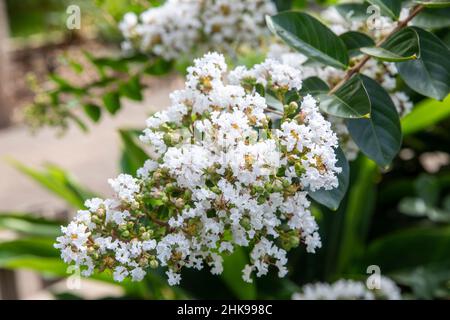 Crepe Myrtle tree shrub, dwarf variety, lagerstroemia acoma, in summer ...