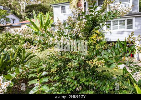 Crepe Myrtle tree shrub, dwarf variety, lagerstroemia acoma, in summer ...