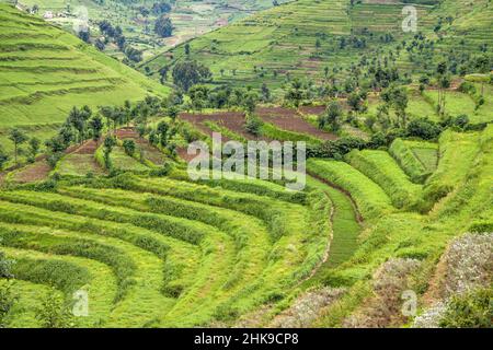 Radical terracing in Rwanda Stock Photo - Alamy