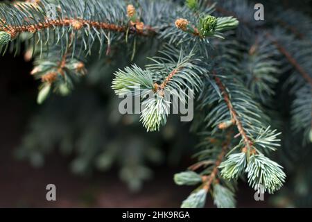 Evergreen spruce branch updated with growing new branches of bright ...