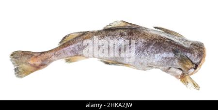 frozen headless cod fish isolated on white background Stock Photo - Alamy
