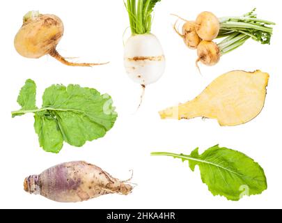 set of various brassica rapa vegetables isolated on white background ...