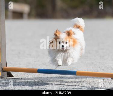 Cute Papillon dog jumping over the hurdle on its course in dog agility ...