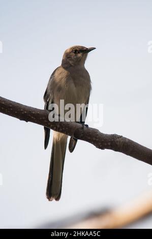 Northern Mockingbird perched on tree branch Stock Photo - Alamy