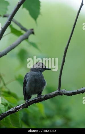 Small gray catbird perched on a block of wood with blurred background ...