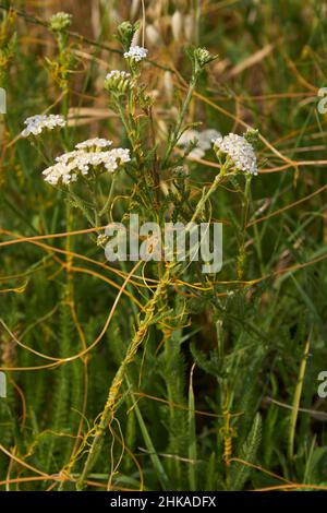 field dodder (Cuscuta campestris), on corn flower, Centarea cyanus ...