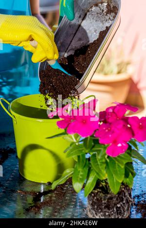 Gardening activity, replanting geraniums on the balcony; the hands of a ...