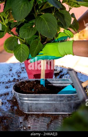 Gardening activity, replanting geraniums on the balcony; the hands of a ...