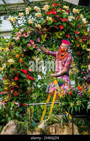 Henck Roling, in-house florist at Kew, poses with Anthurium, also known ...