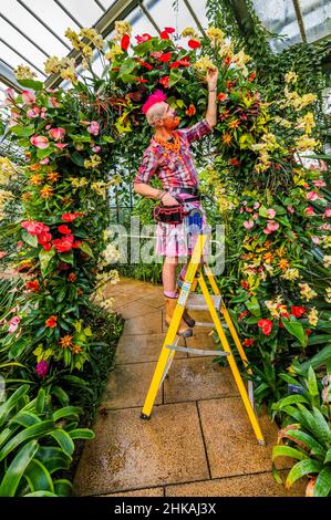 Henck Roling, in-house florist at Kew, poses with Anthurium, also known ...
