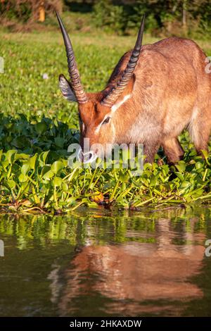 Beautiful view to green Water Hyacinth floating vegetation Stock Photo ...