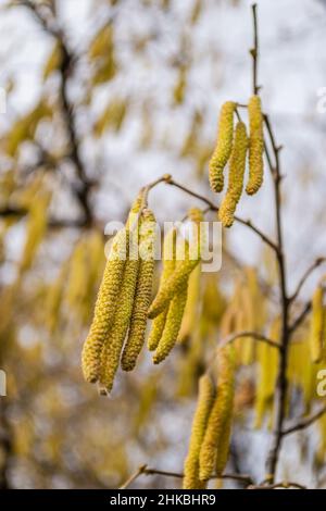 Dried buds on the branches of trees hazelnut Stock Photo - Alamy