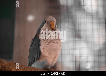 A fluffy blue monk parrot sits in an aviary. Satisfied parrot Stock ...
