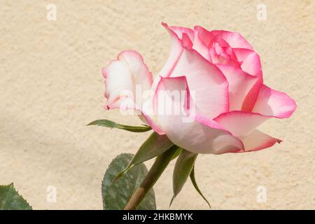 jumelia rose flower Stock Photo - Alamy