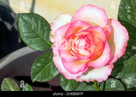 jumelia rose flower Stock Photo - Alamy