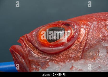 a fresh red bream or beryx decadactylus Stock Photo - Alamy