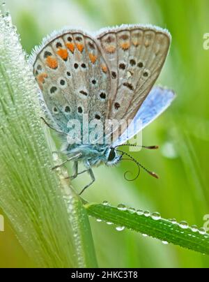 Common Blue small butterfly close up in nature, nature photography ...