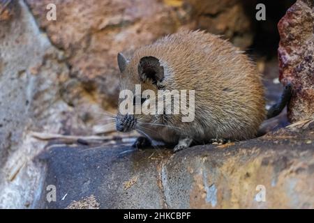 Golden Spiny Mouse (Acomys russatus) It is omnivorous and feeds on ...