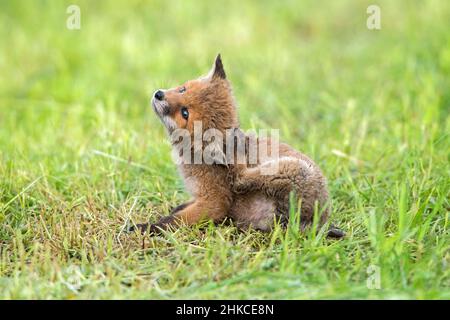 European Rd Fox (Vulpes vulpes) cub scratching its ear, Germany Stock ...