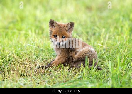 European Rd Fox (Vulpes vulpes) cub scratching its ear, Germany Stock ...