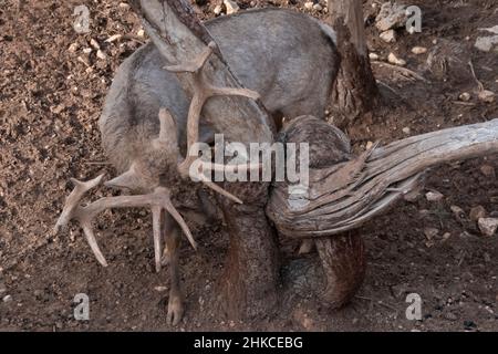 Bactrian deer (Cervus hanglu bactrianus), also called the Bukhara deer ...