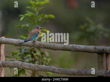 Indian Roller- night lights Stock Photo - Alamy