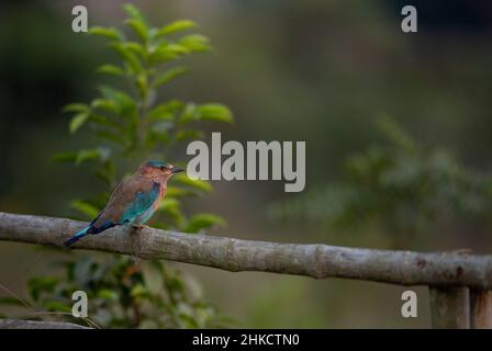 Indian Roller- night lights Stock Photo - Alamy