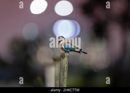 Indian Roller- night lights Stock Photo - Alamy