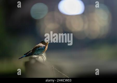 Indian Roller- night lights Stock Photo - Alamy
