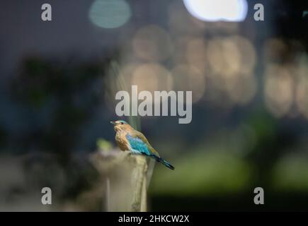 Indian Roller- night lights Stock Photo - Alamy