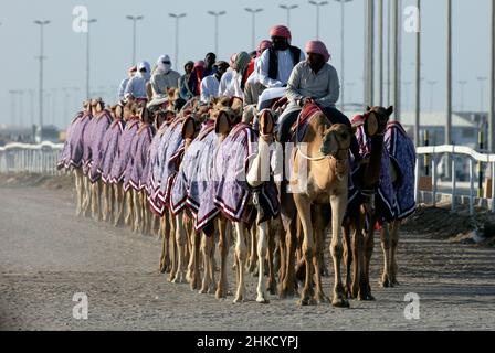 Arabian Camel race at Shahaniya QATAR Stock Photo - Alamy