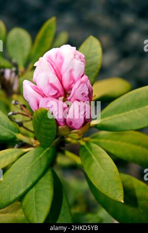 Rhododendron ferrugineum pink light purple flowers close up on a sunny ...