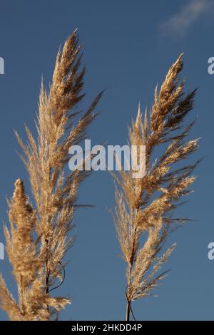 Pampas grass in winter against a deep blue sky showing spindly leaves ...