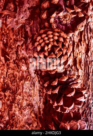 A conifer cone is a seed-bearing organ on gymnosperm plants. It is a ...